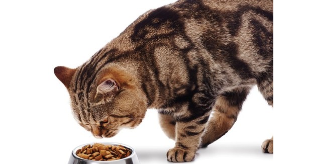 Is Your Pet a Picky Eater?