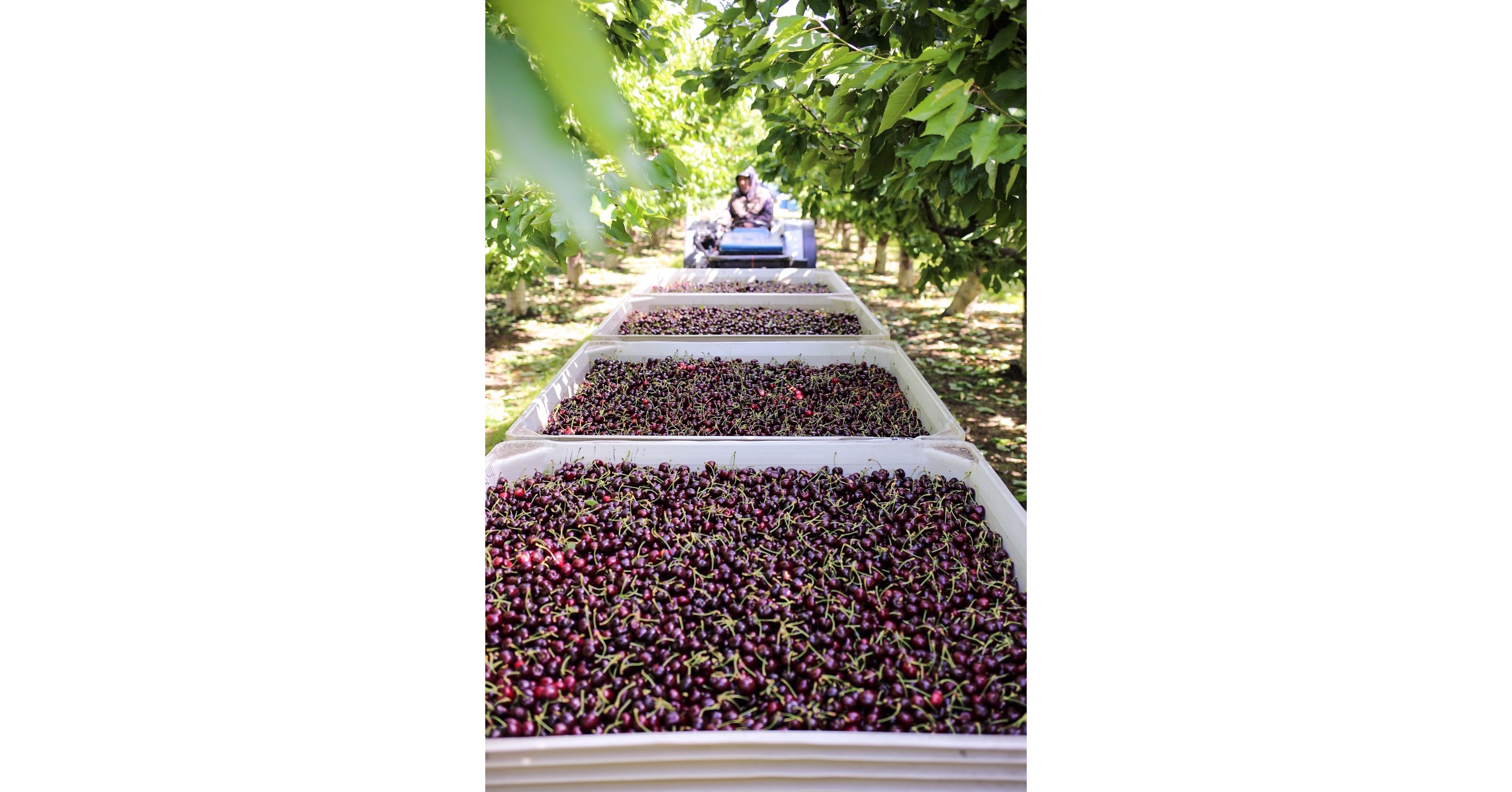 Seven Reasons to Celebrate the Start of Northwest Sweet Cherry Season