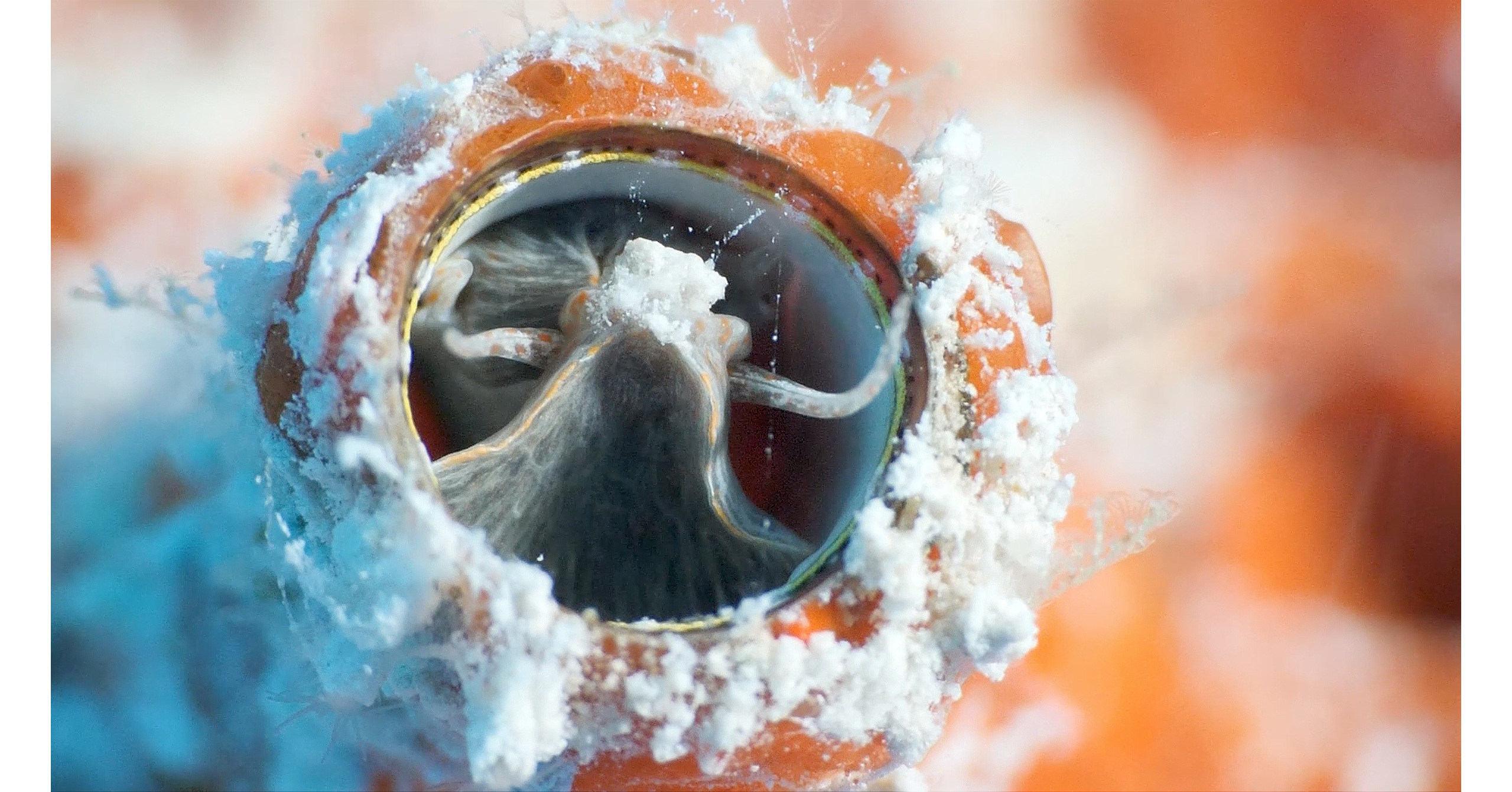 Get Hooked on Visually-Stunning Ocean Exploration