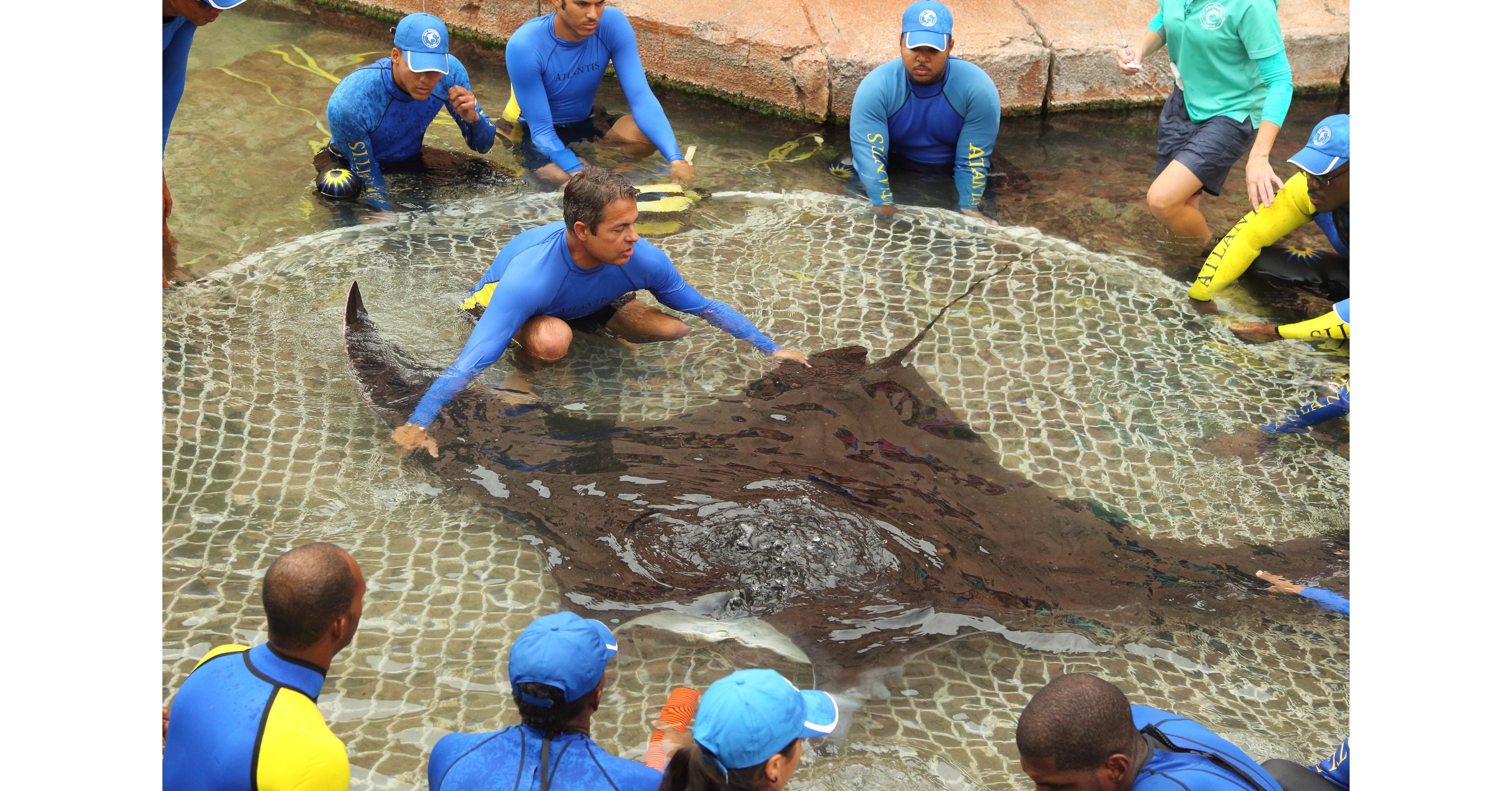 Atlantis, Paradise Island Marine Experts Tag Giant Manta Ray To Study ...