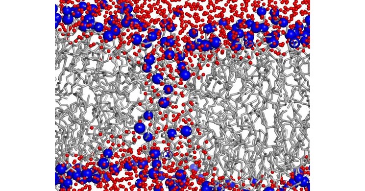 A Key to the Cage: Opening the Living Membrane Gate