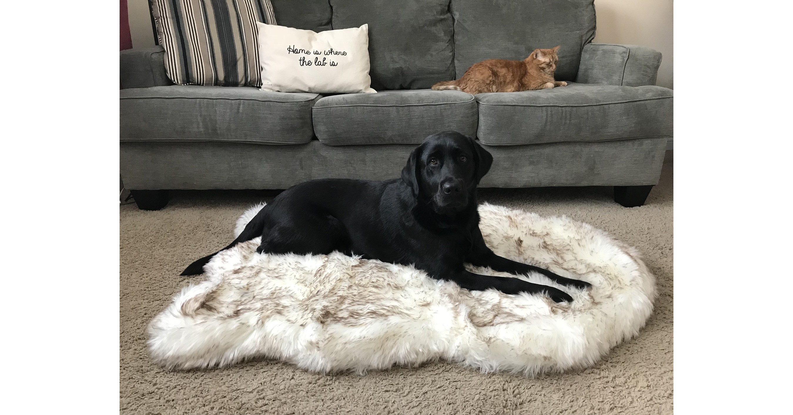Innovative New Memory Foam Dog Bed from Treat A Dog is Also an ...