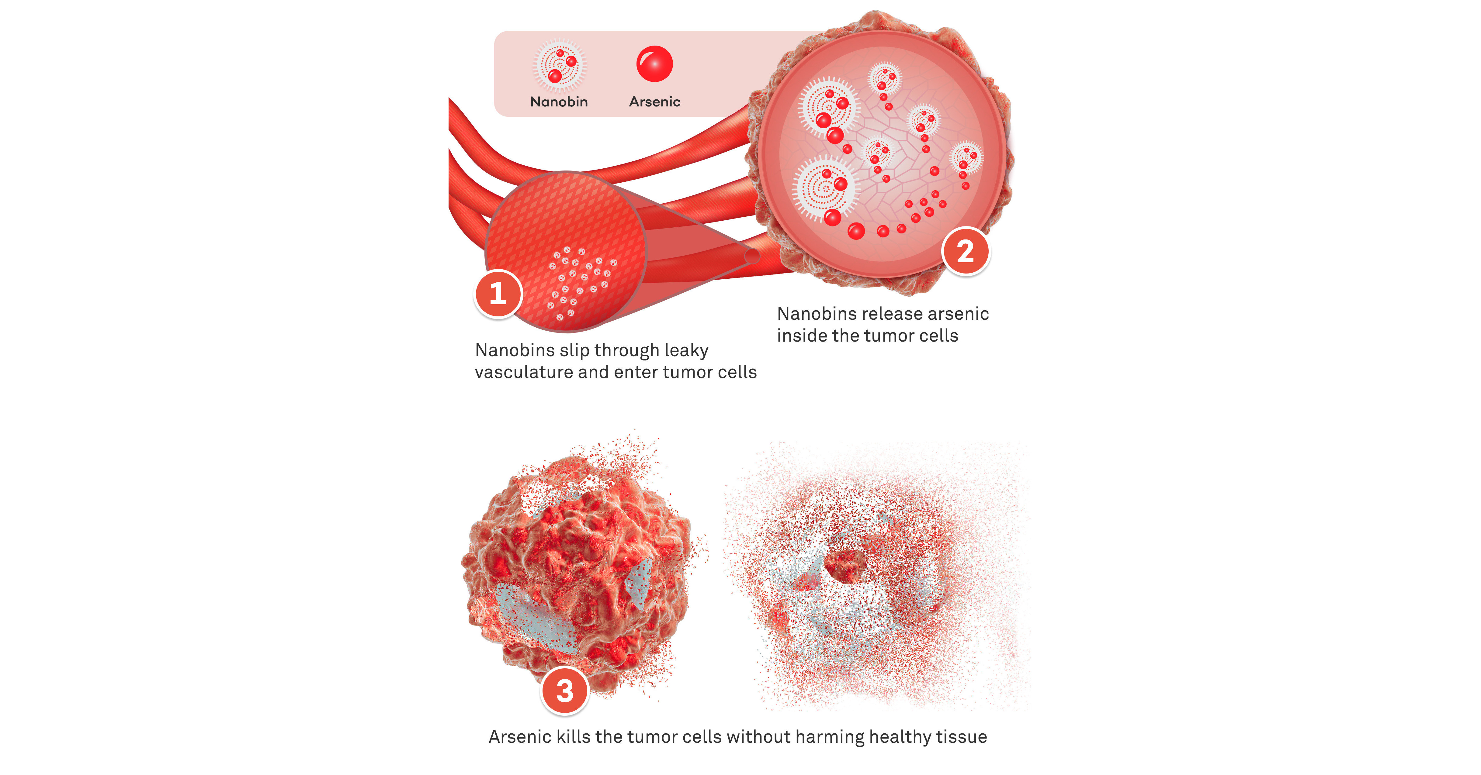 Northwestern University: Fighting Cancer With A Famous Poison