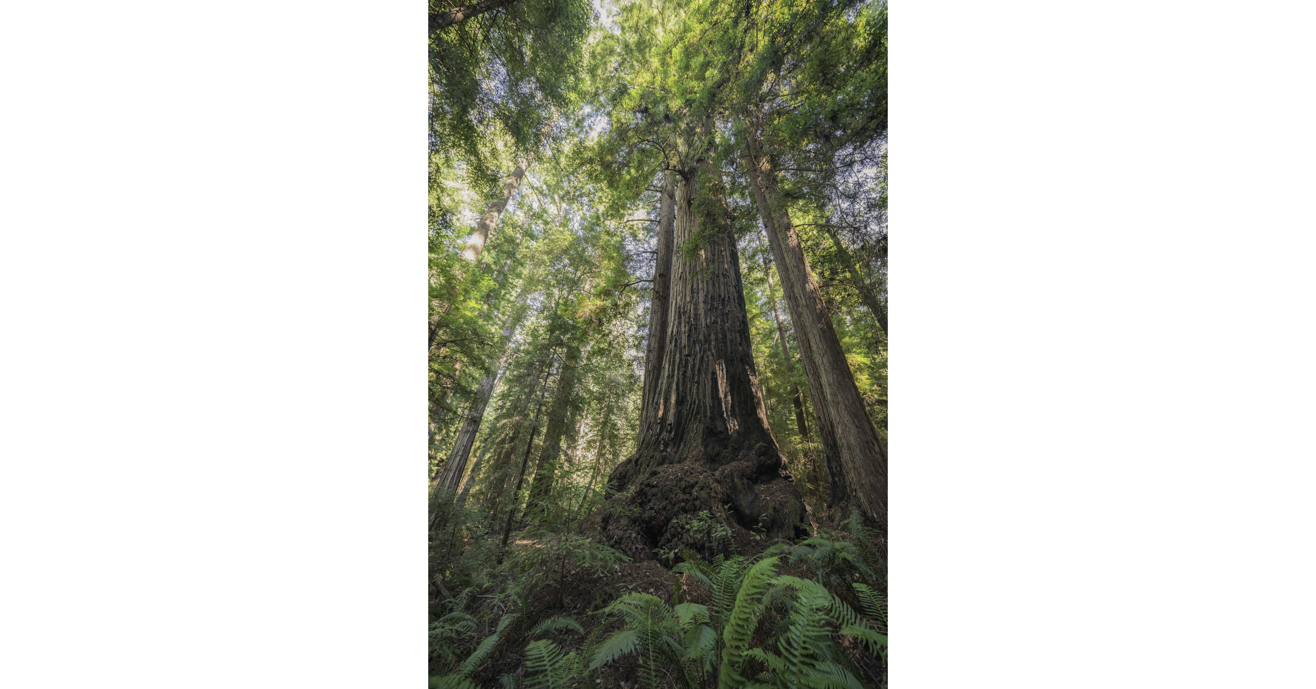 Largest Old-Growth Coast Redwood Forest in Private Hands Now ...