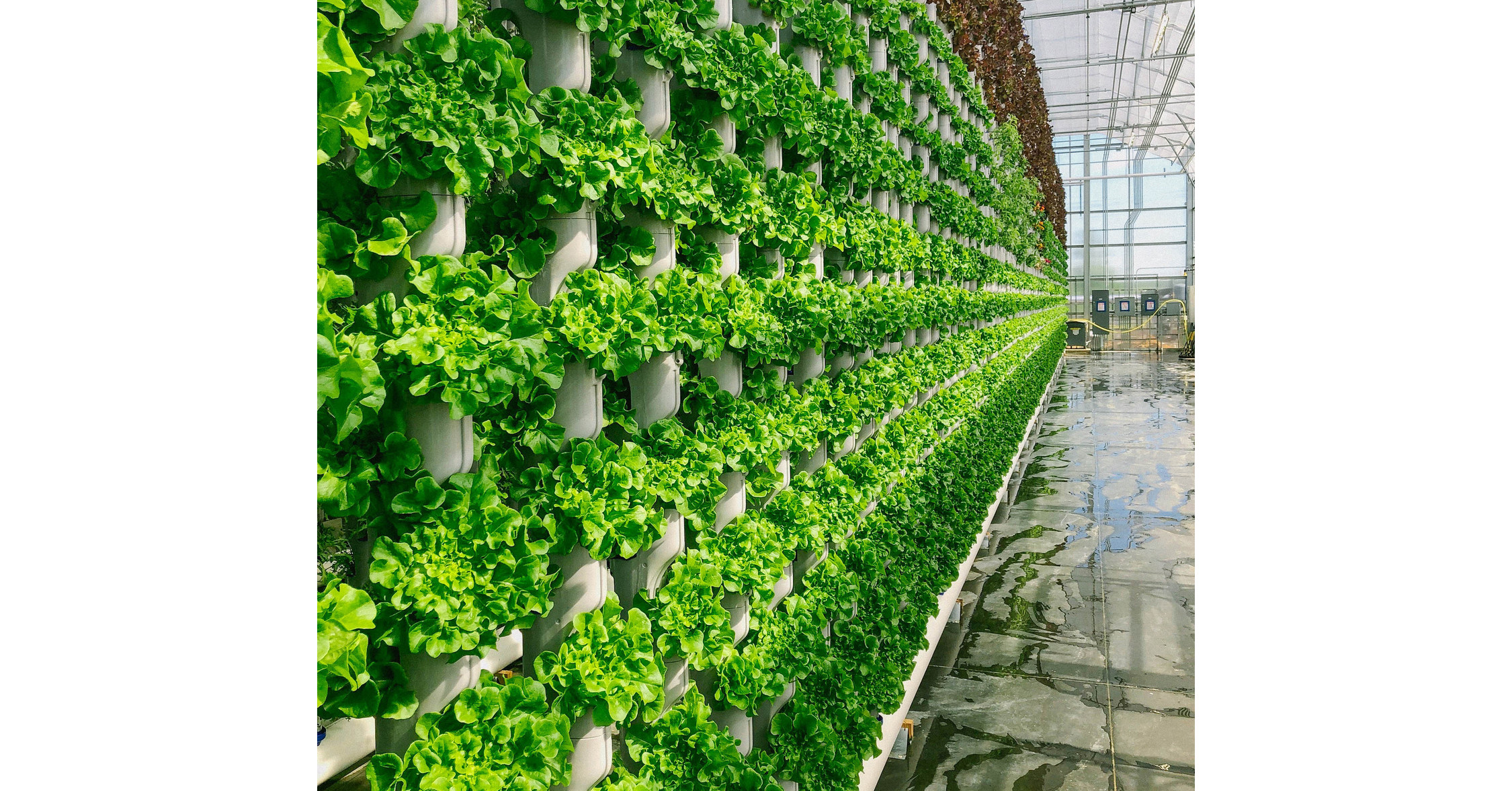 Eden Green Technology™, a Next-Generation Farming Company, Debuts ...