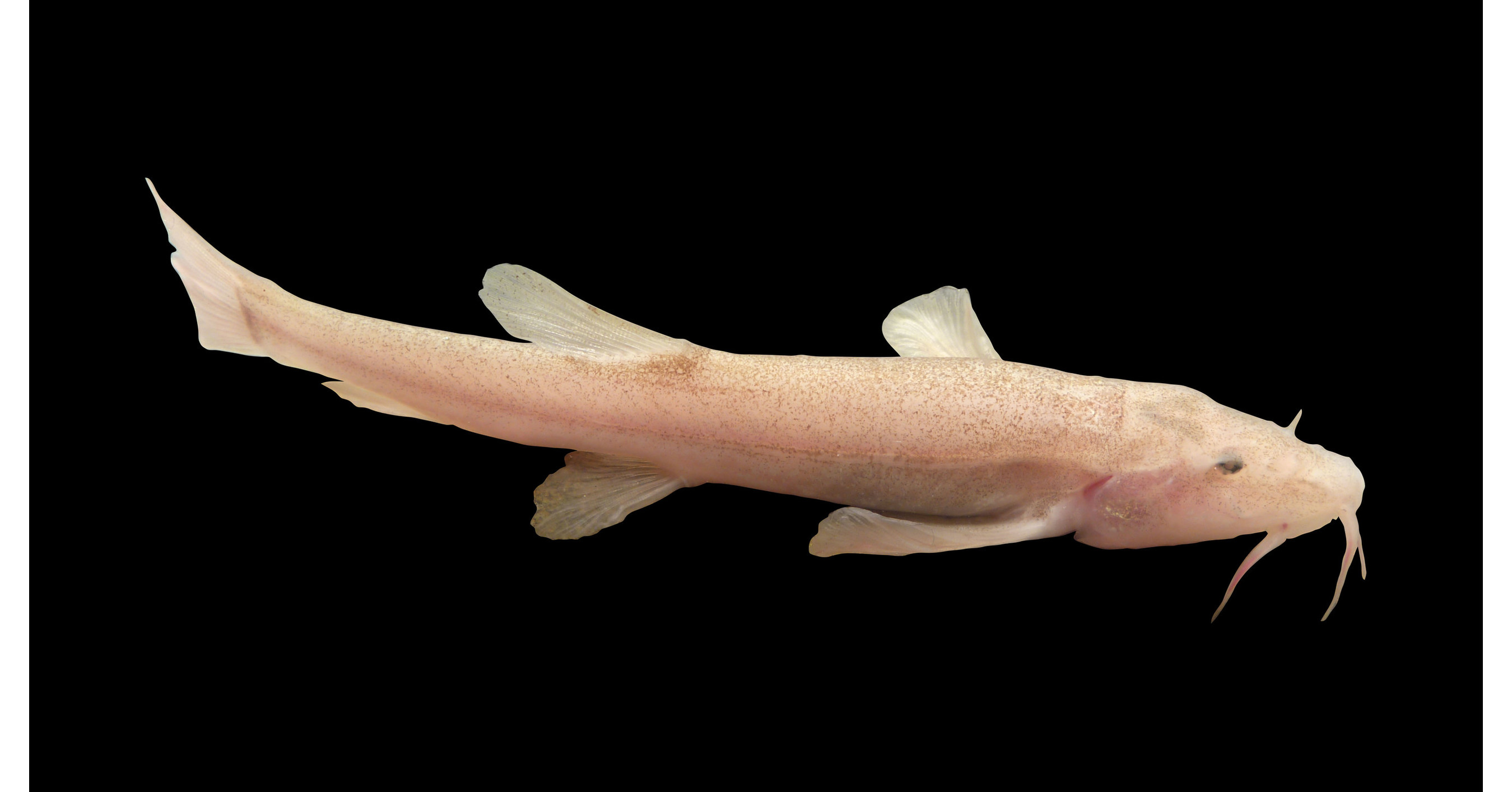 Researchers Of Newly Discovered European Cavefish Awarded Genome ...
