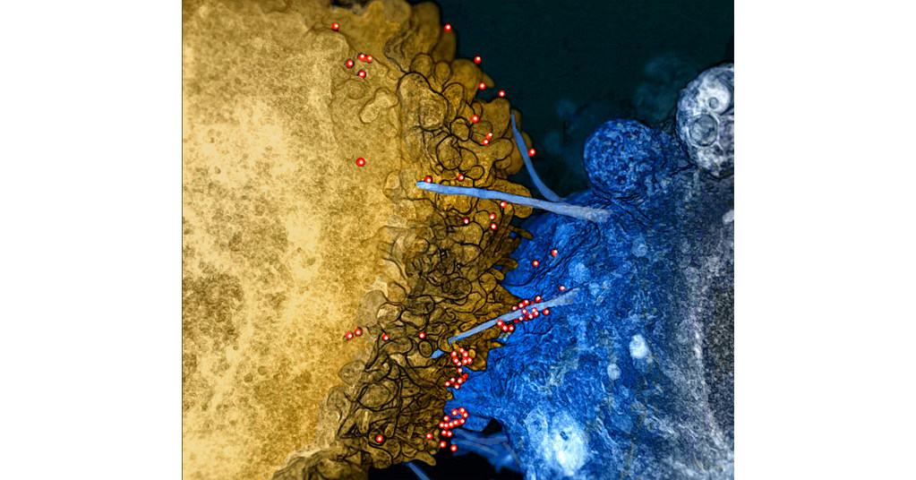 Merge Attack: Scientists Find Mechanism of Virus Penetration into ...