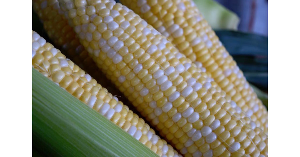 Cochise County Family Farm Opens for Fresh Sweet Corn Lovers