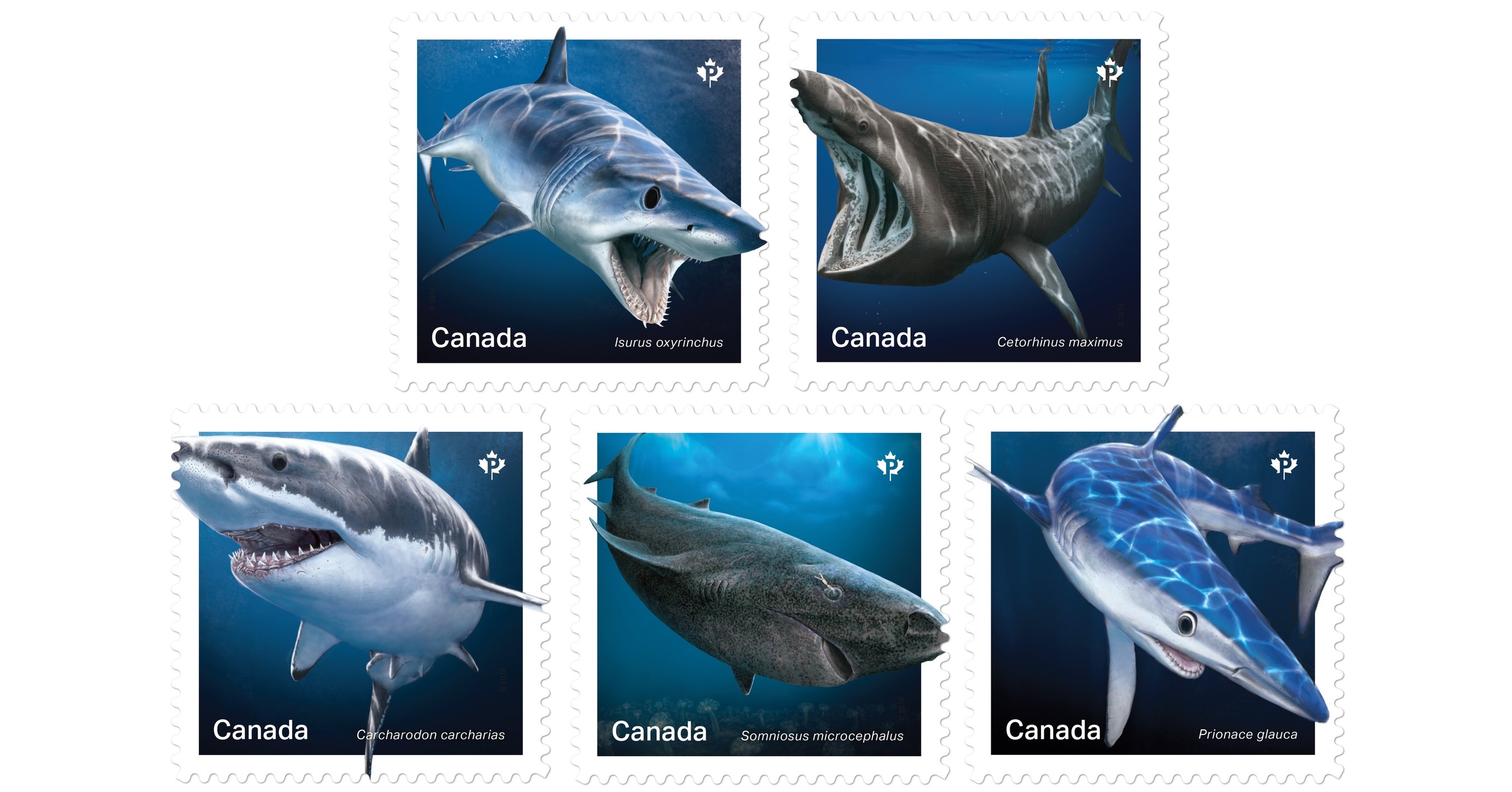Stamps celebrate sharks in Canadian waters