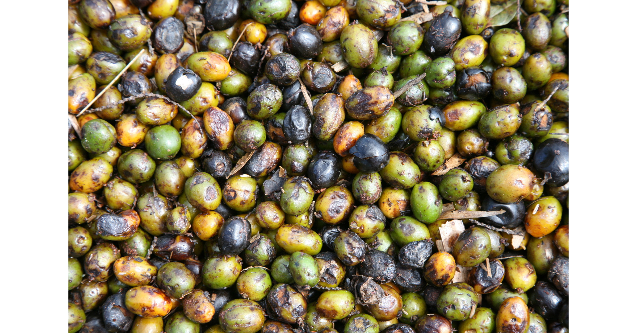 Valensa International Applauds the State of Florida's New Requirements ...