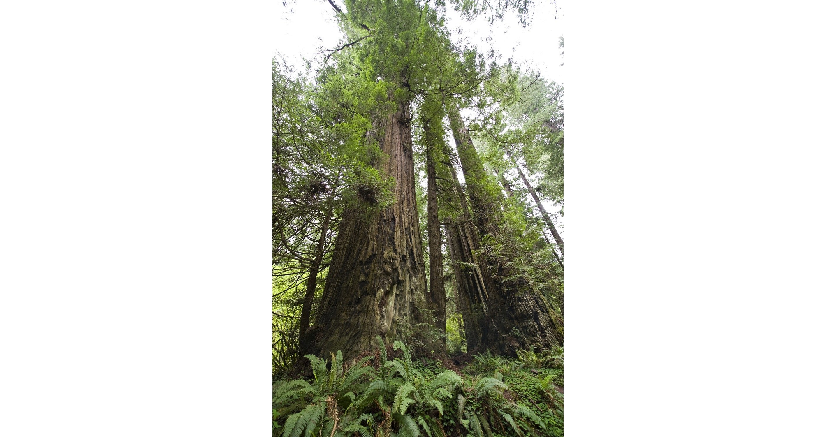 Save the Redwoods League Marks 100th Anniversary in October 2018 with a ...