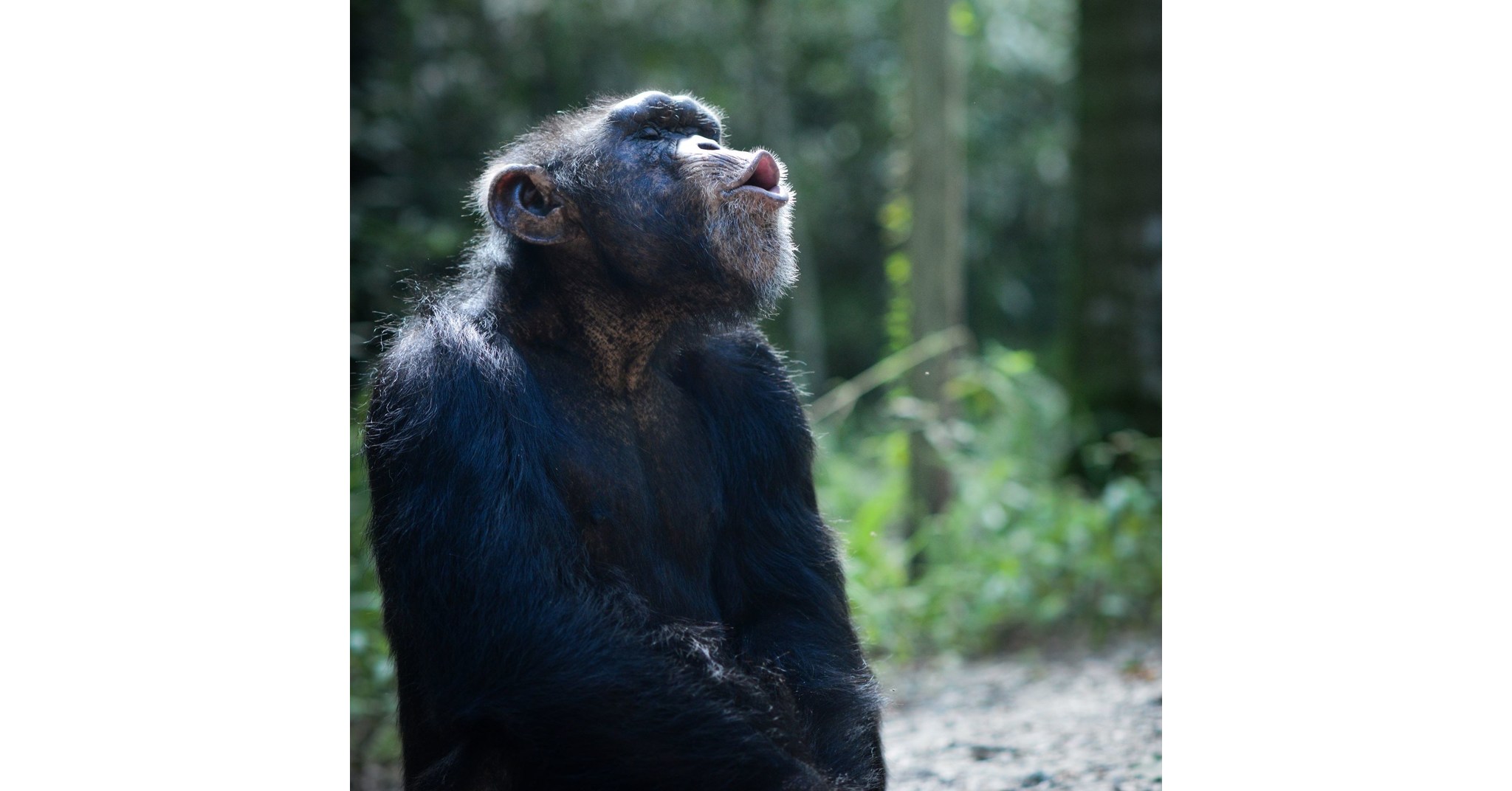 Sanctuary for Chimpanzees and Orangutans to Celebrate 25th Anniversary ...