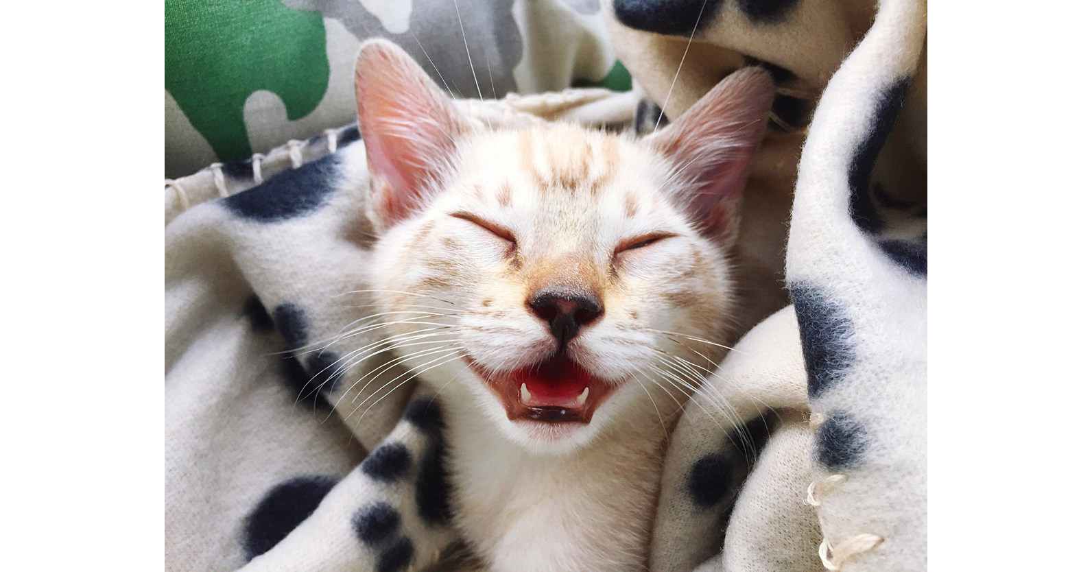 5 Tips for Keeping Your Cat Happy and Healthy