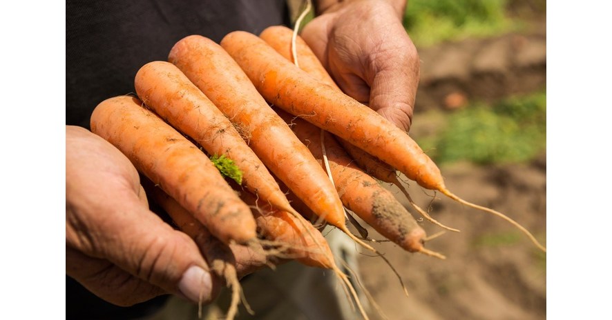 BASF closes acquisition of vegetable seeds business from Bayer