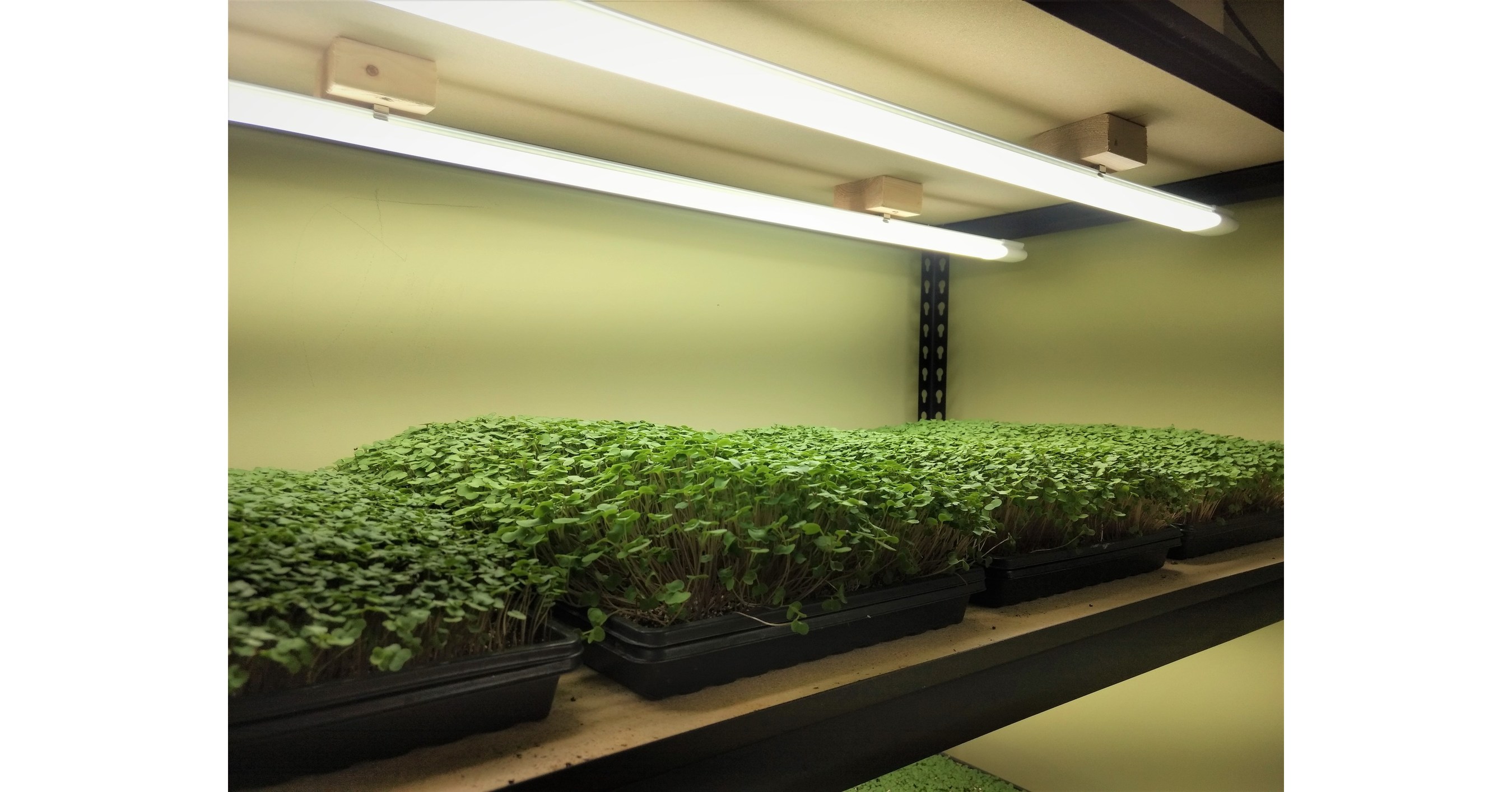 VividGro® Announces Happy Sprouts Farm Partnership