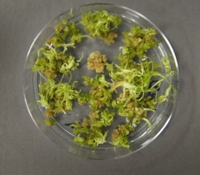 New Crop Innovators Partner to Unlock Intrinsic Yield and ...