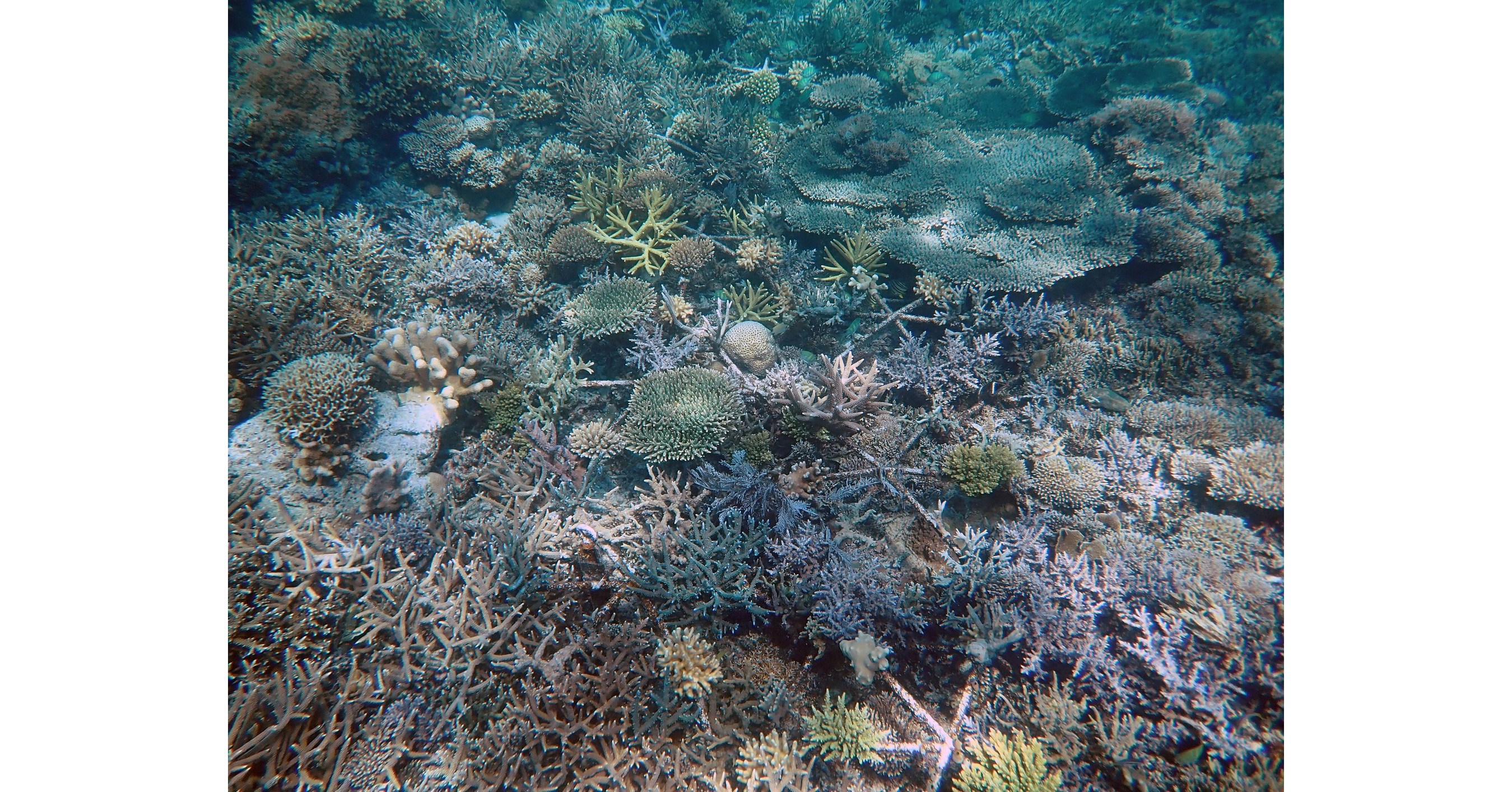 Reef Futures Looking Up! Large Scale Coral Reef Restoration is Possible