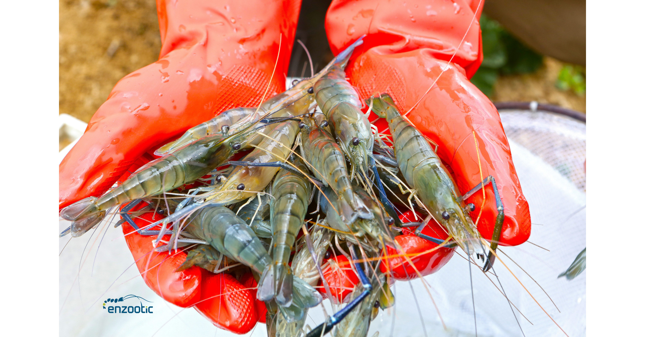 NRGene: New High-Quality Shrimp Genome Assembly May Reveal Why Females ...