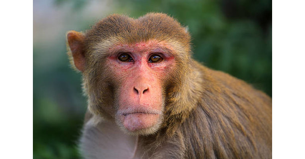 South Carolina Primate Center Keeps Monkeys Safe During Hurricane Florence