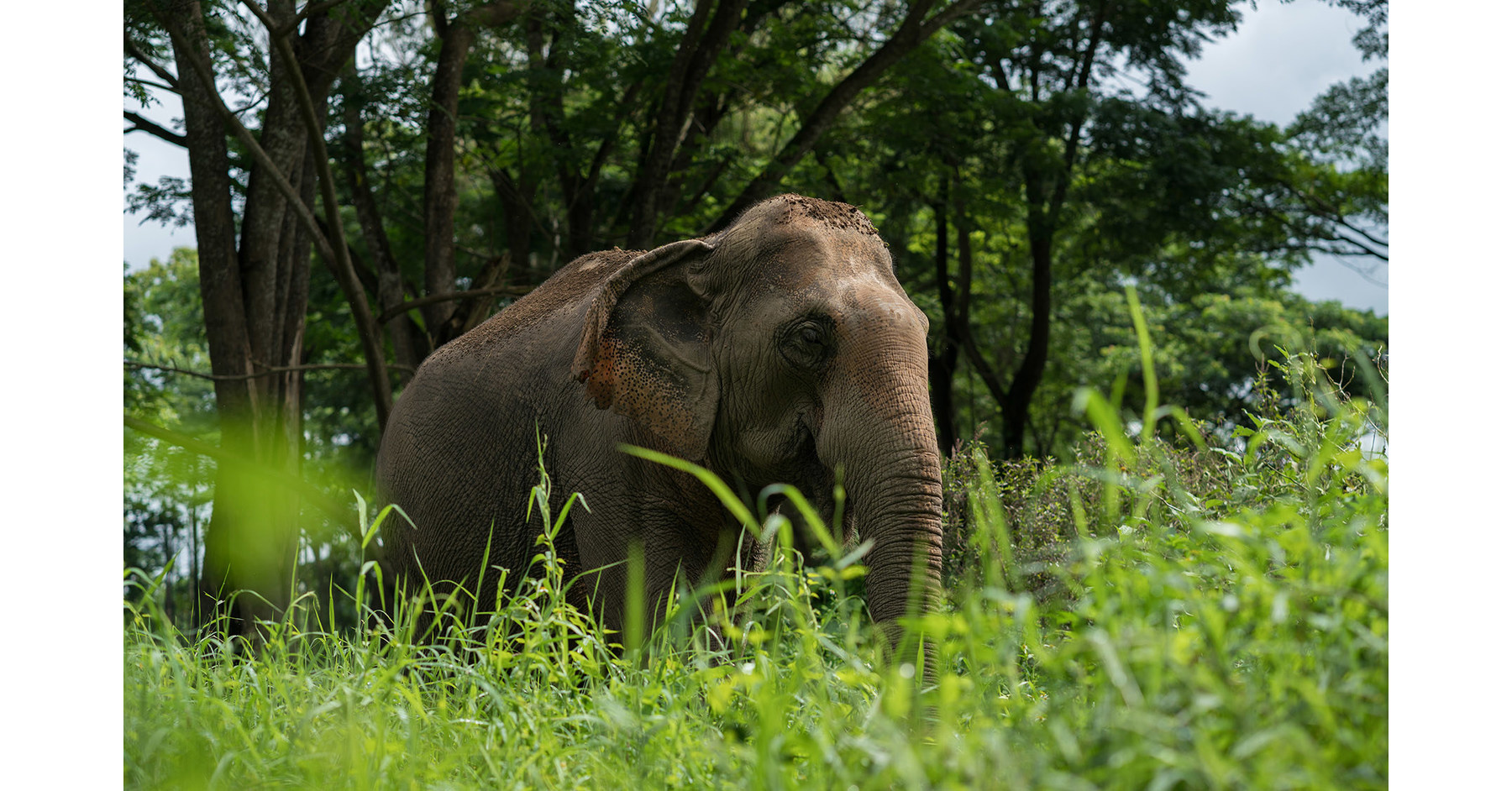 Next generation of travellers are opting out of harmful animal activities