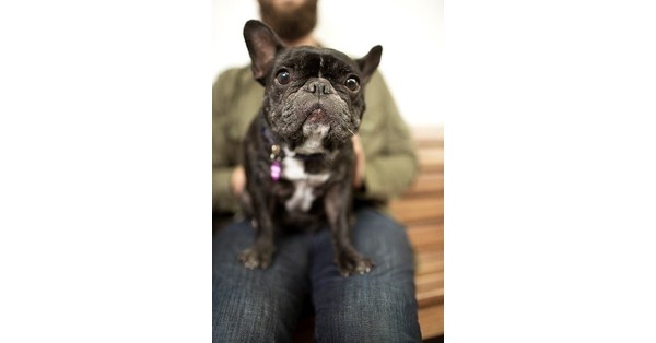 Besoins particuliers des animaux de compagnie âgés