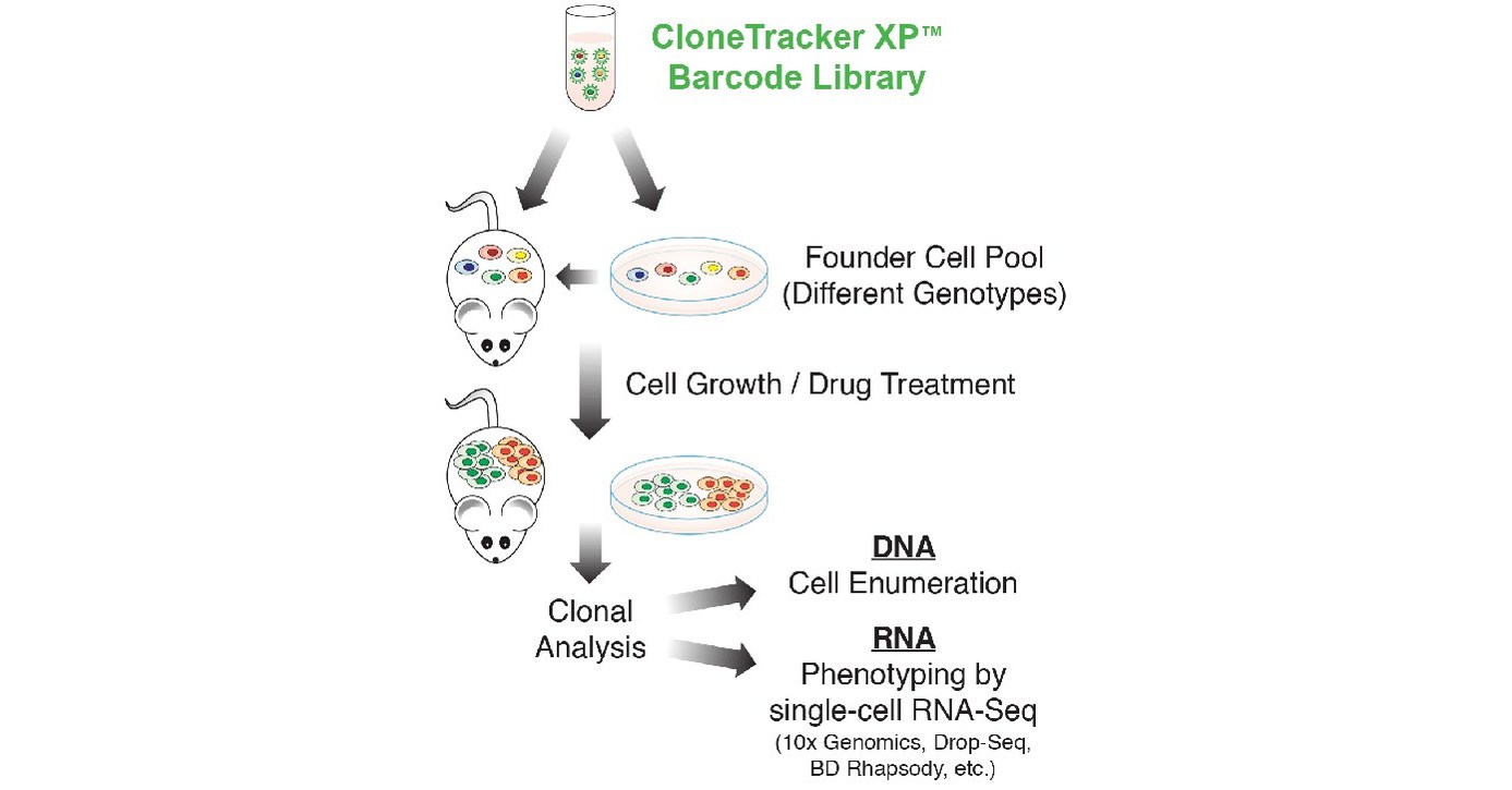 Cellecta, Inc. Introduces CloneTracker XP™ Expressed Lentiviral Barcode Libraries and ...