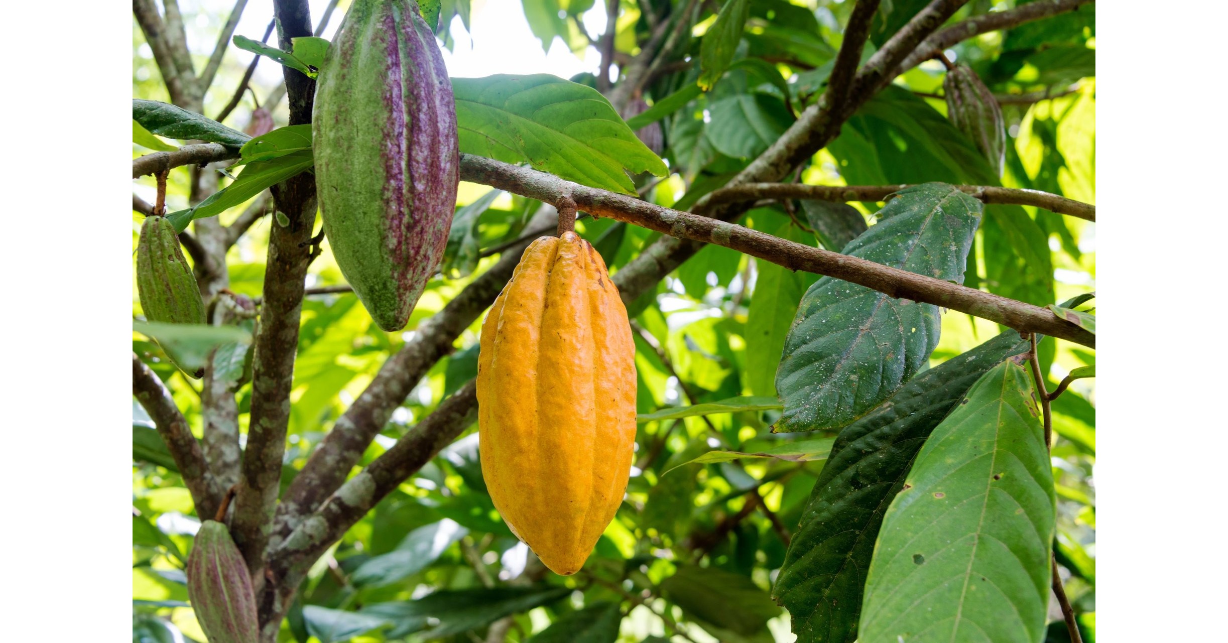 Mars Taps Benson Hill's Crop Design Platform to Help Protect Cacao from ...