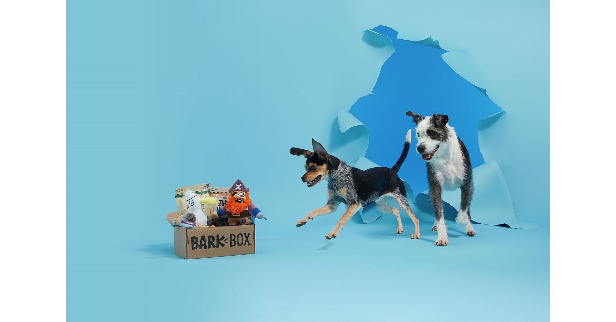 BARK selects NetSuite to help make dogs happy
