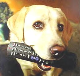 Dogs Go Bow Wow For The TV Remote - Remotecontrols.com Shares The ...