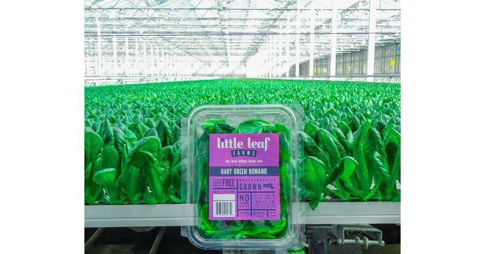 little leaf farms® - the local lettuce you can trust
