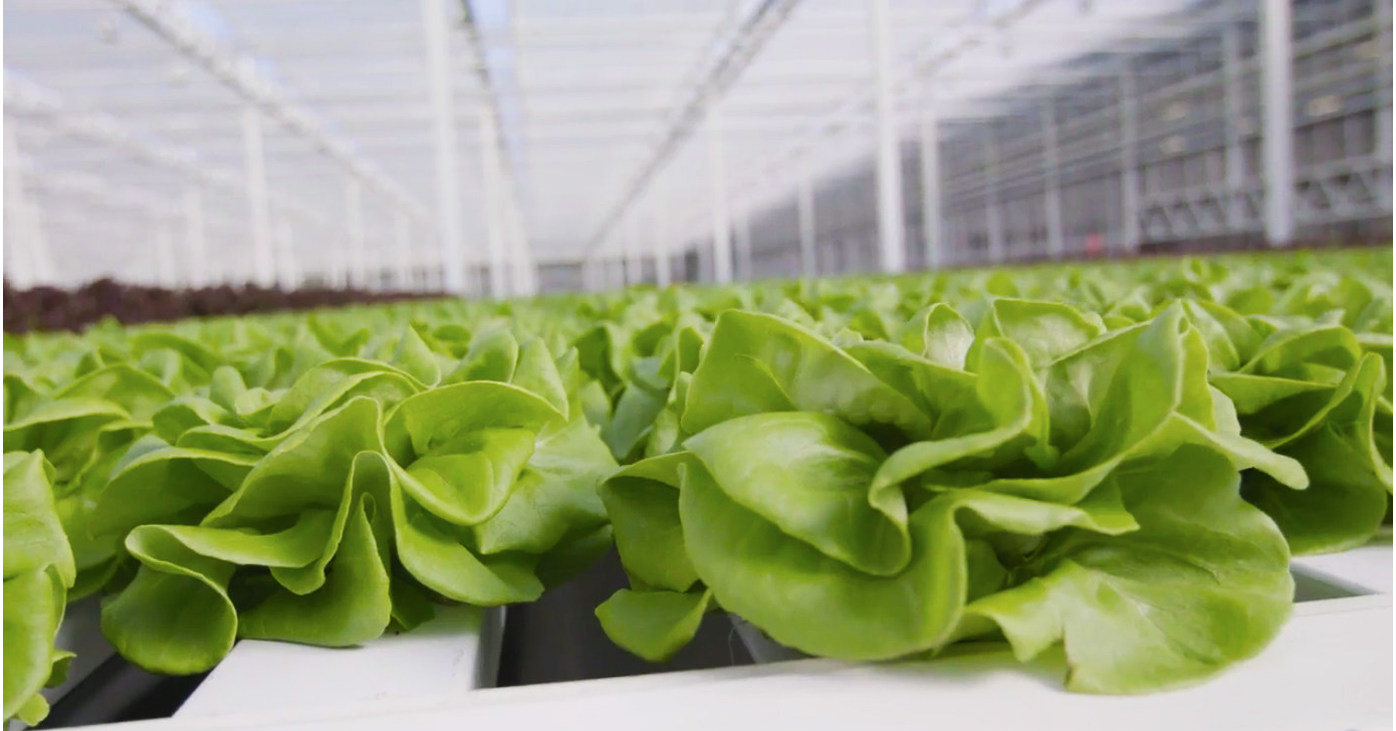 Whole Leaf Accelerates Expansion to Meet Demand for Safe, Clean ...