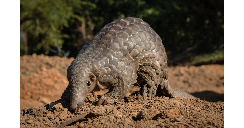 Undercover investigation: Shocking footage of pangolin poaching uncovered