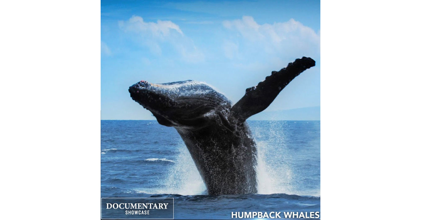 Humpback Whales: The Award-Winning IMAX Film Premiering on Documentary ...