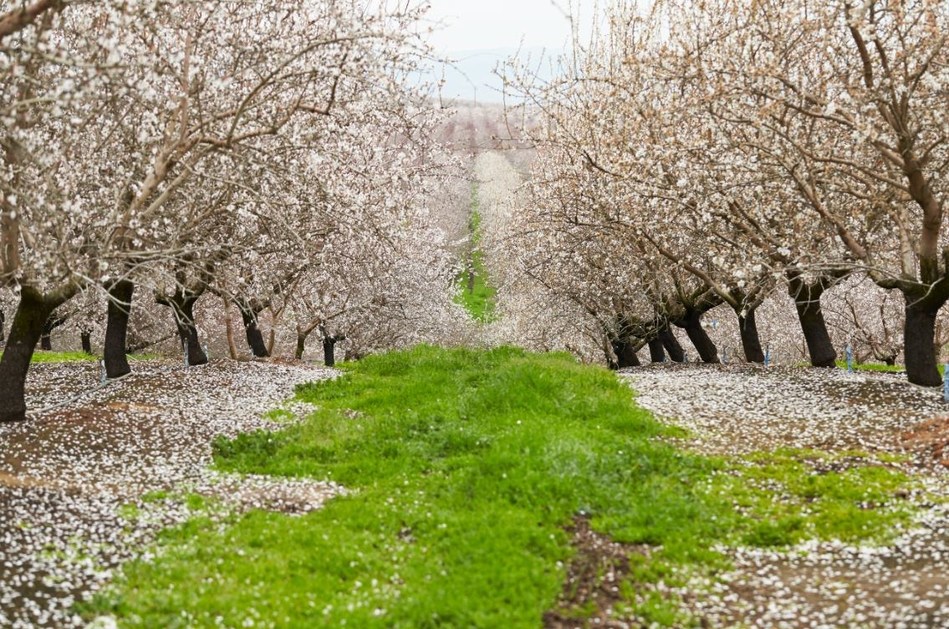 Almond Board of California Fueling Innovation with $6.8 Million ...