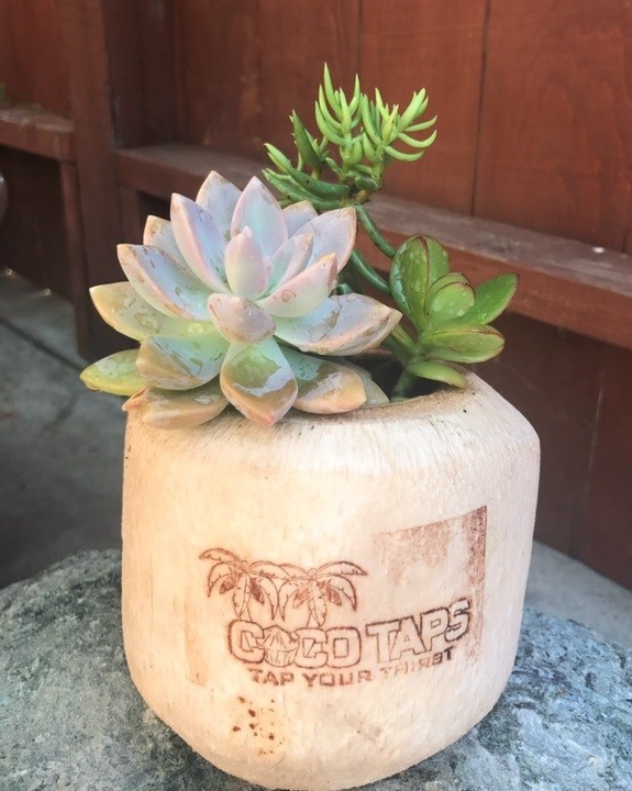 Coco Taps Upcycles Coconuts with Tap Back Rewards in Las Vegas