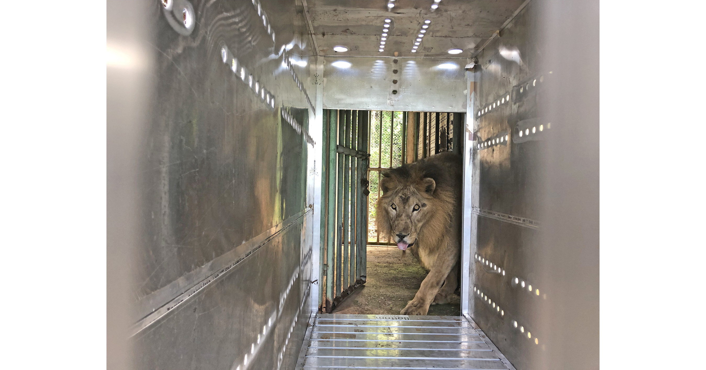 Tiger and Lion rescued after Typhoon devastates island of Saipan