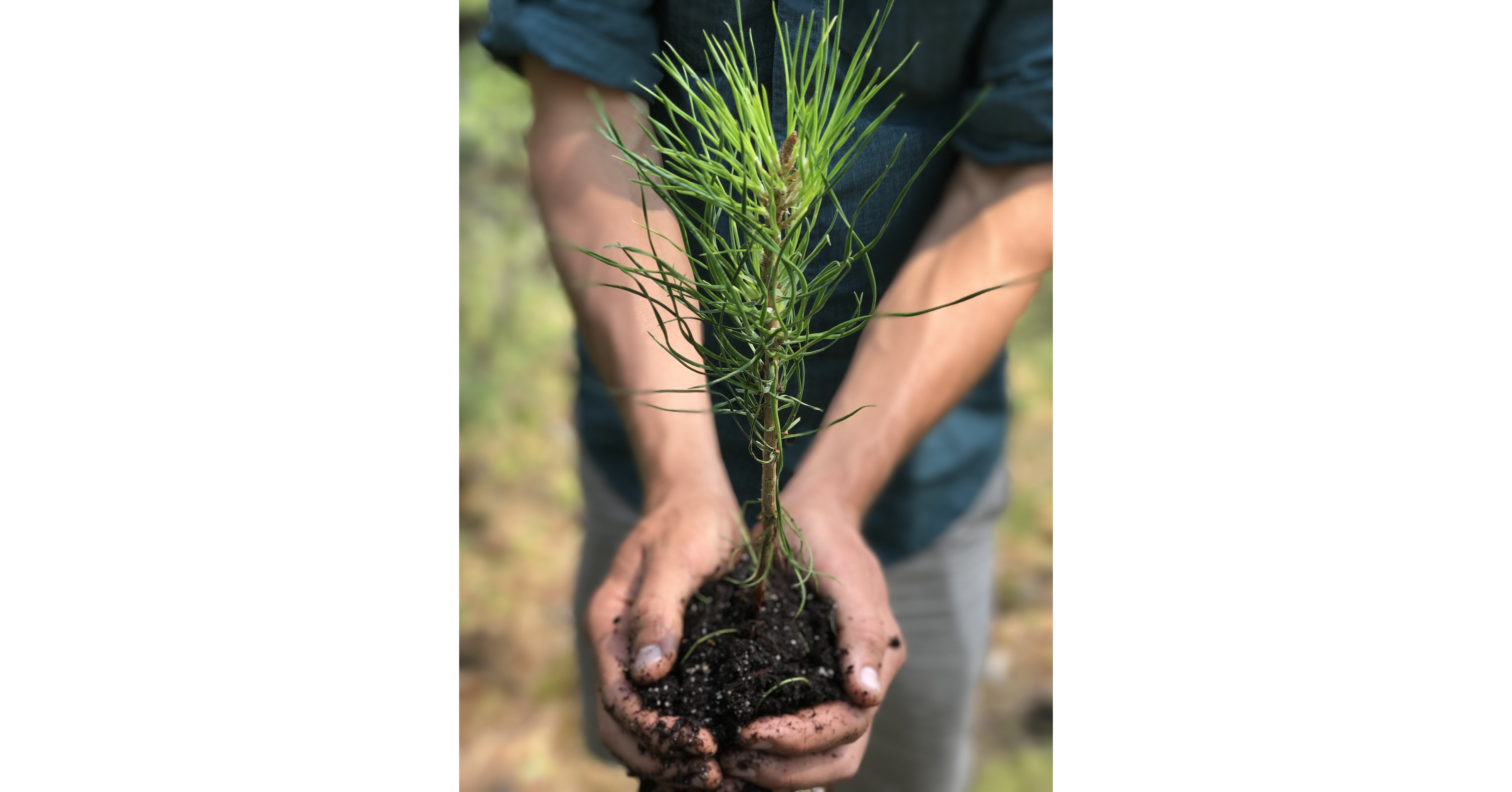 National Forest Foundation establishes fund to help California forests ...