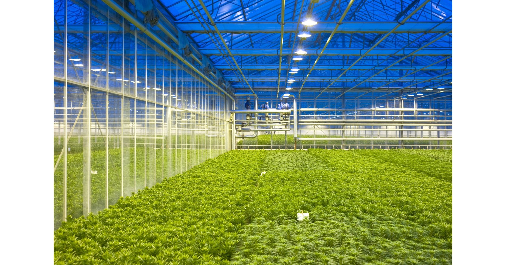 OrganicaWorld Announces 2019 Plans to Grow 29 Different Strands of ...