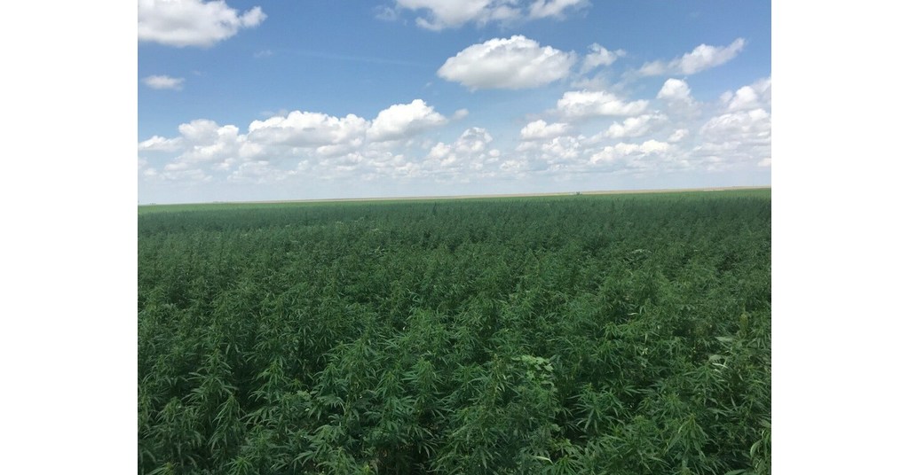 Bija Hemp Announces Success of Largest US Certified Seed Harvest