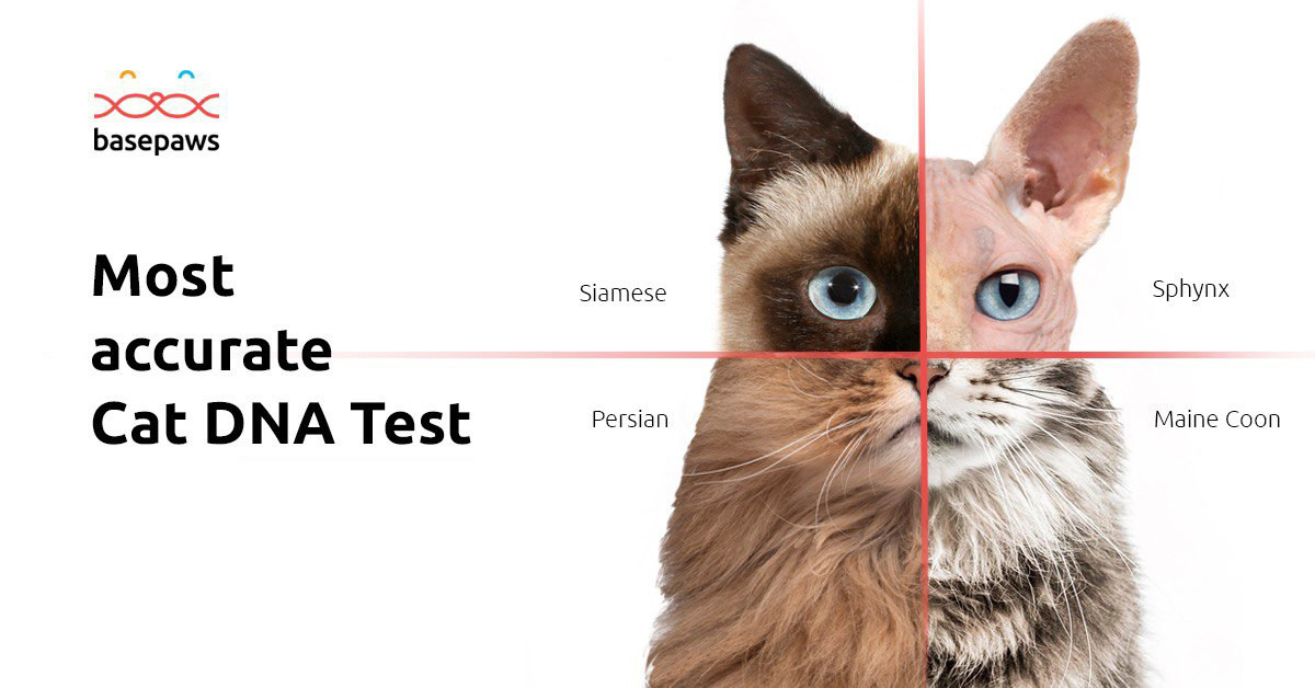 The World's First-Ever Cat DNA Test is Coming to CES 2019