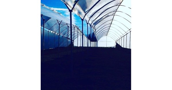 FoliuMed Starts 70-ton Hemp and Cannabis Cultivation in Colombia