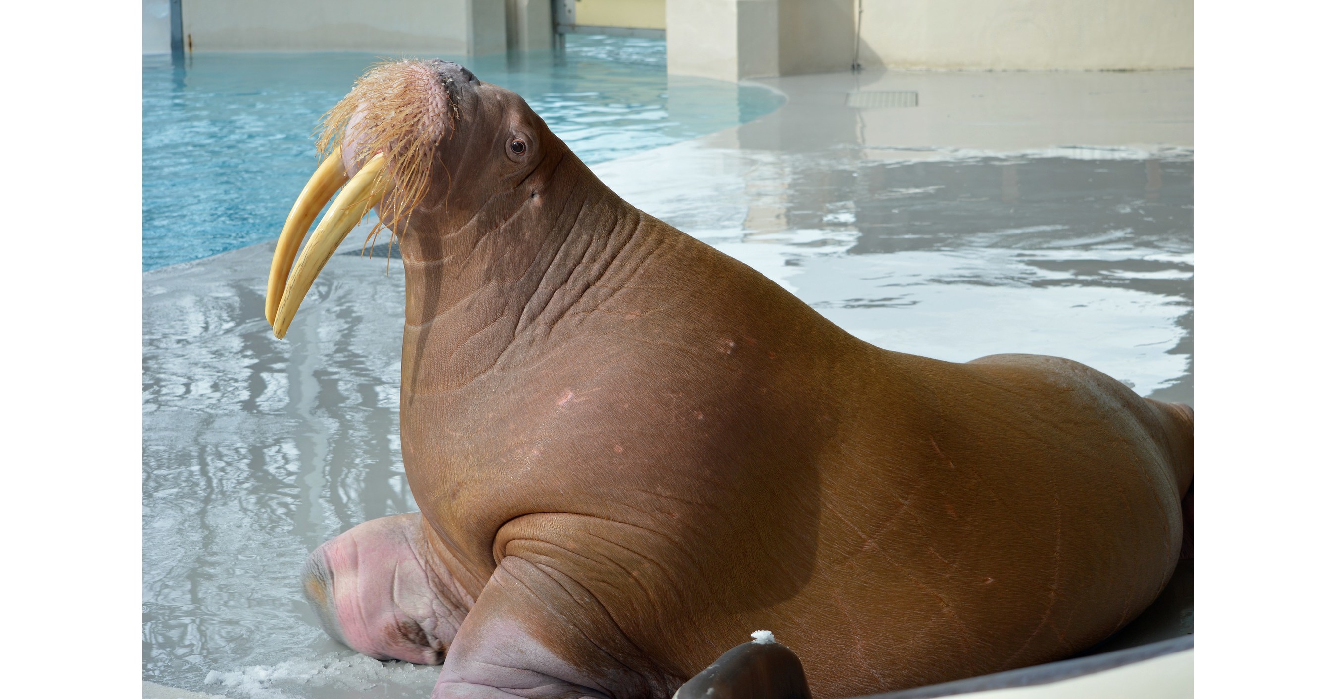 Marineland Mourns The Passing Of Zeus The Walrus