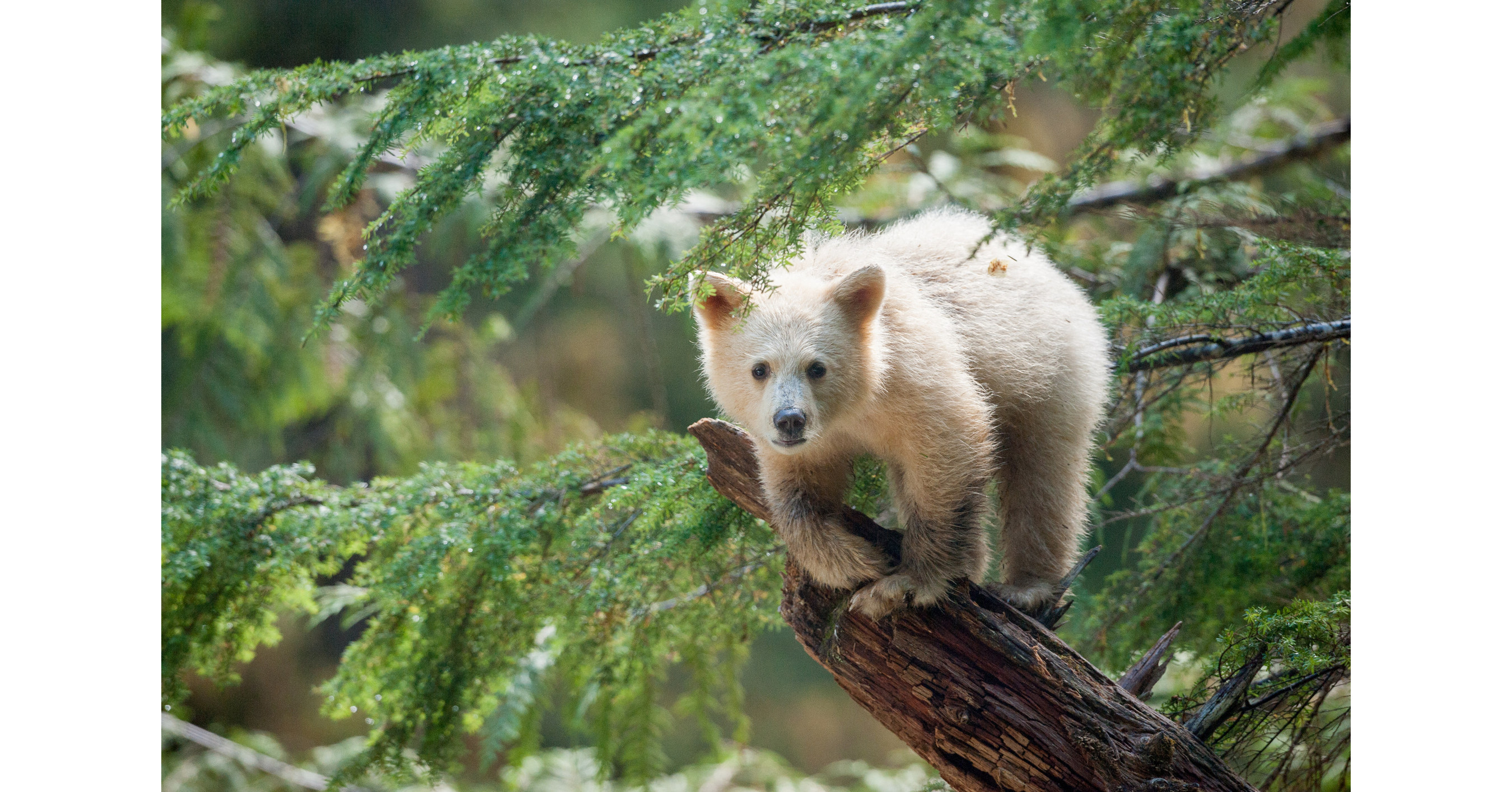 Embark on a wonder-filled journey to Canada's rugged west coast at the ...