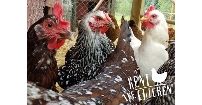 Rent The Chicken Expands to Connecticut!