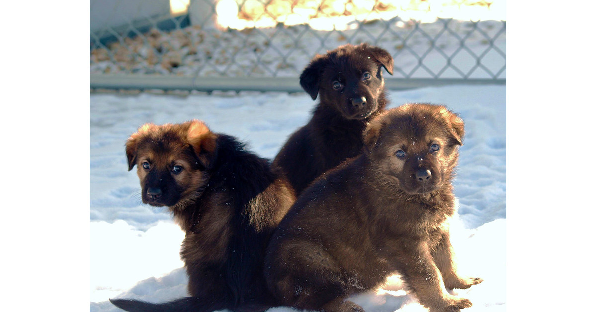 Name the Puppy 2019: Help the RCMP name their newest puppies