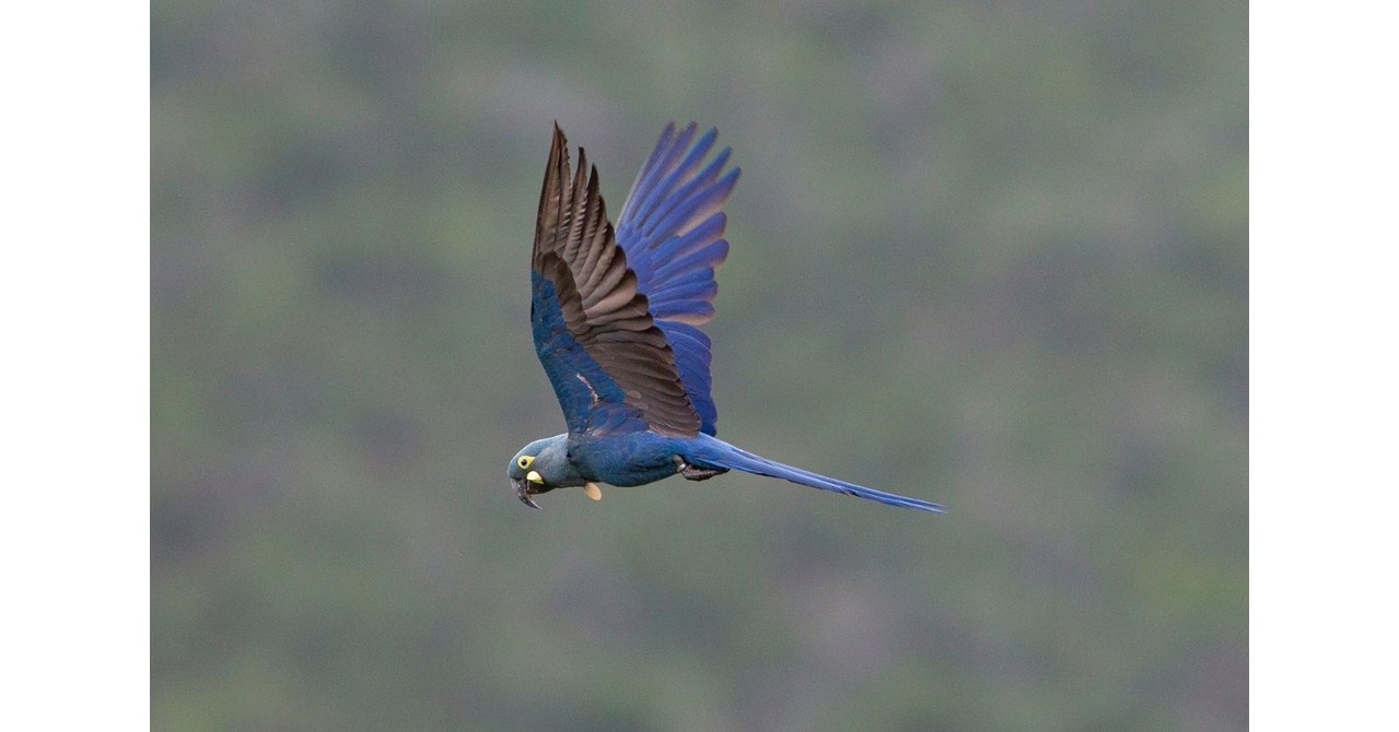 Loro Parque Foundation Achieves the Reintroduction in Brazil of Six ...