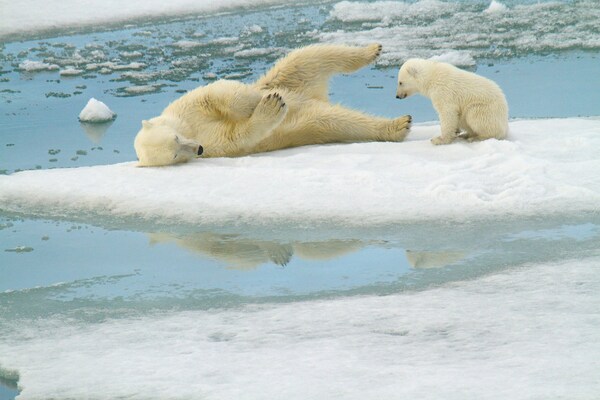 International Polar Bear Day Spreads Awareness of Polar Bear ...