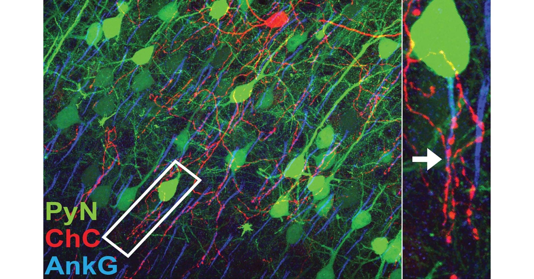 Chandelier neuron requires 'Velcro-like' molecule to form connections