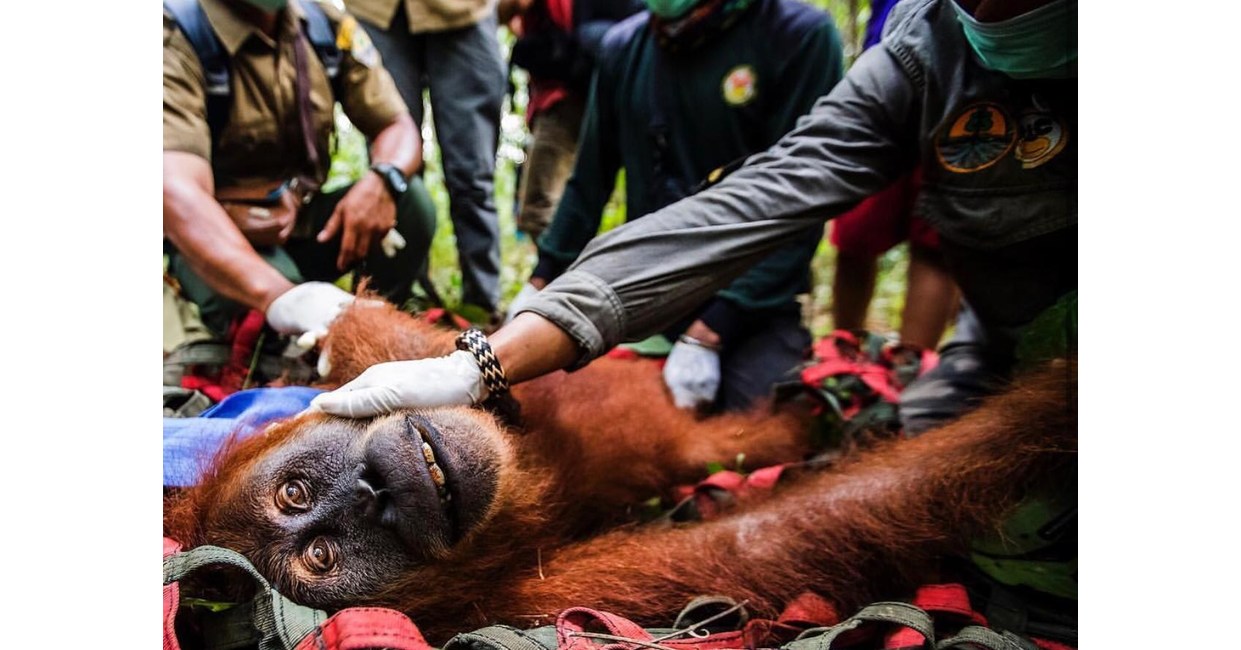 Peace 4 Animals Co-Sponsors New California 'No Deforestation Policy ...