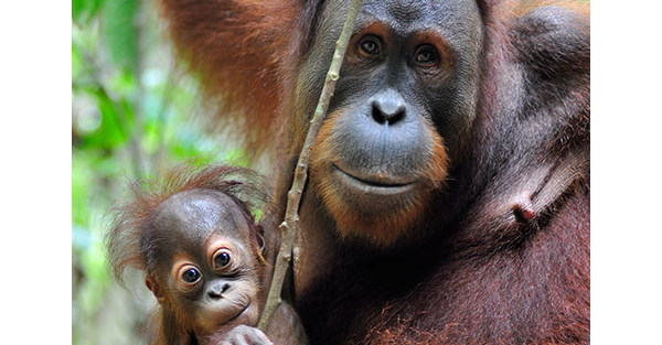 The Orangutan Project Marks International Day of Forests by Calling ...